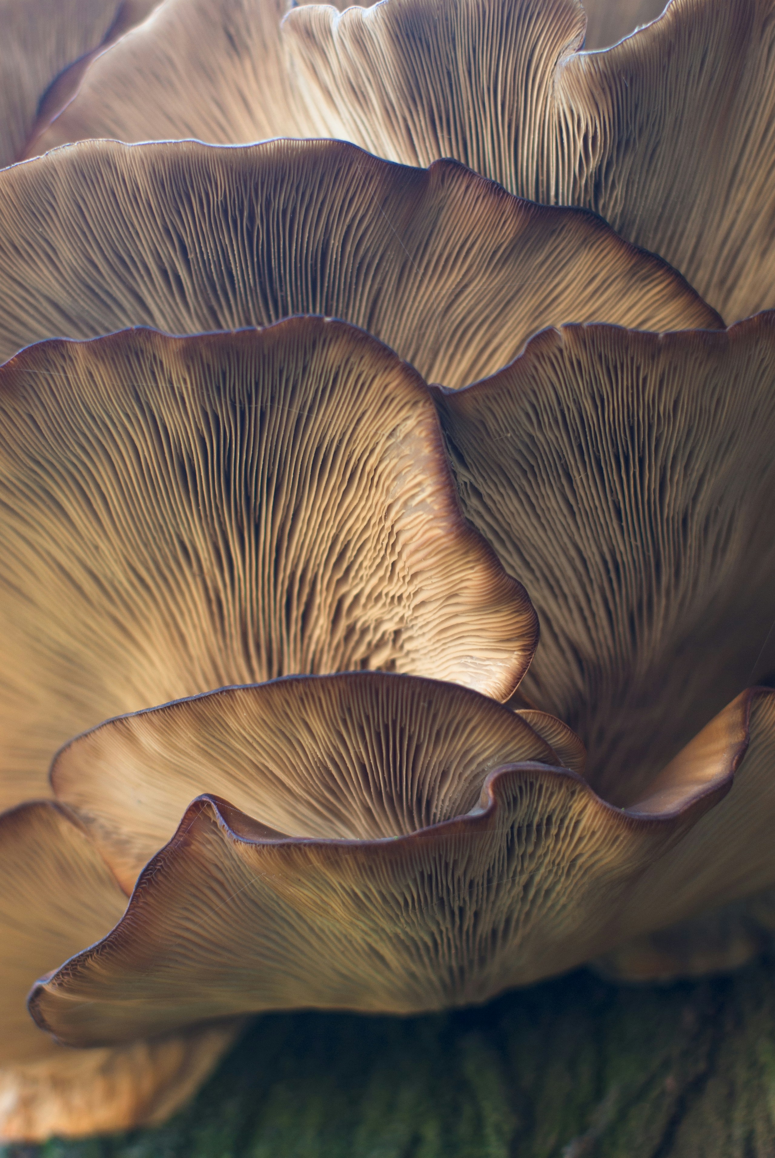 When buildings come alive: The future of architecture may be grown, not ...